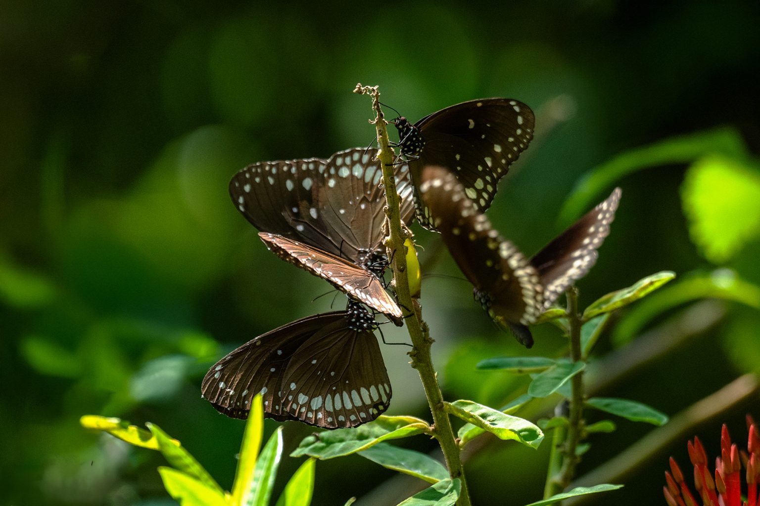 The Butterfly Garden: A Sanctuary for Nature’s Winged Wonders ft ...