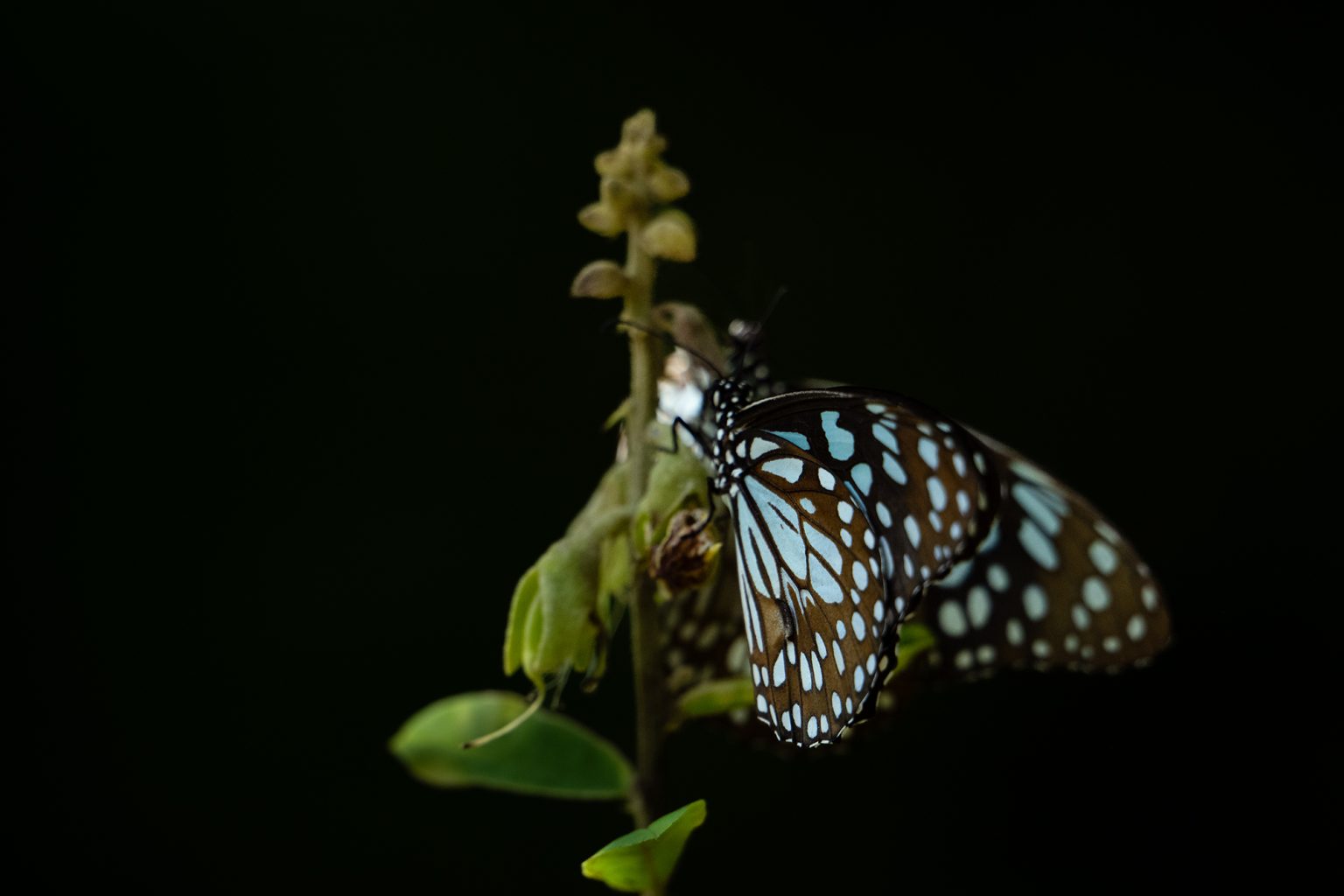 The Butterfly Garden: A Sanctuary for Nature’s Winged Wonders ft ...